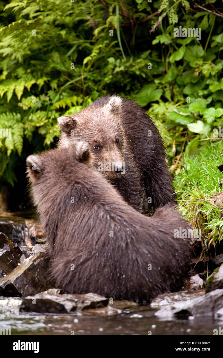 USA, Alaska, two grizzly bear cubs playing together, Wolverine Cove ...
