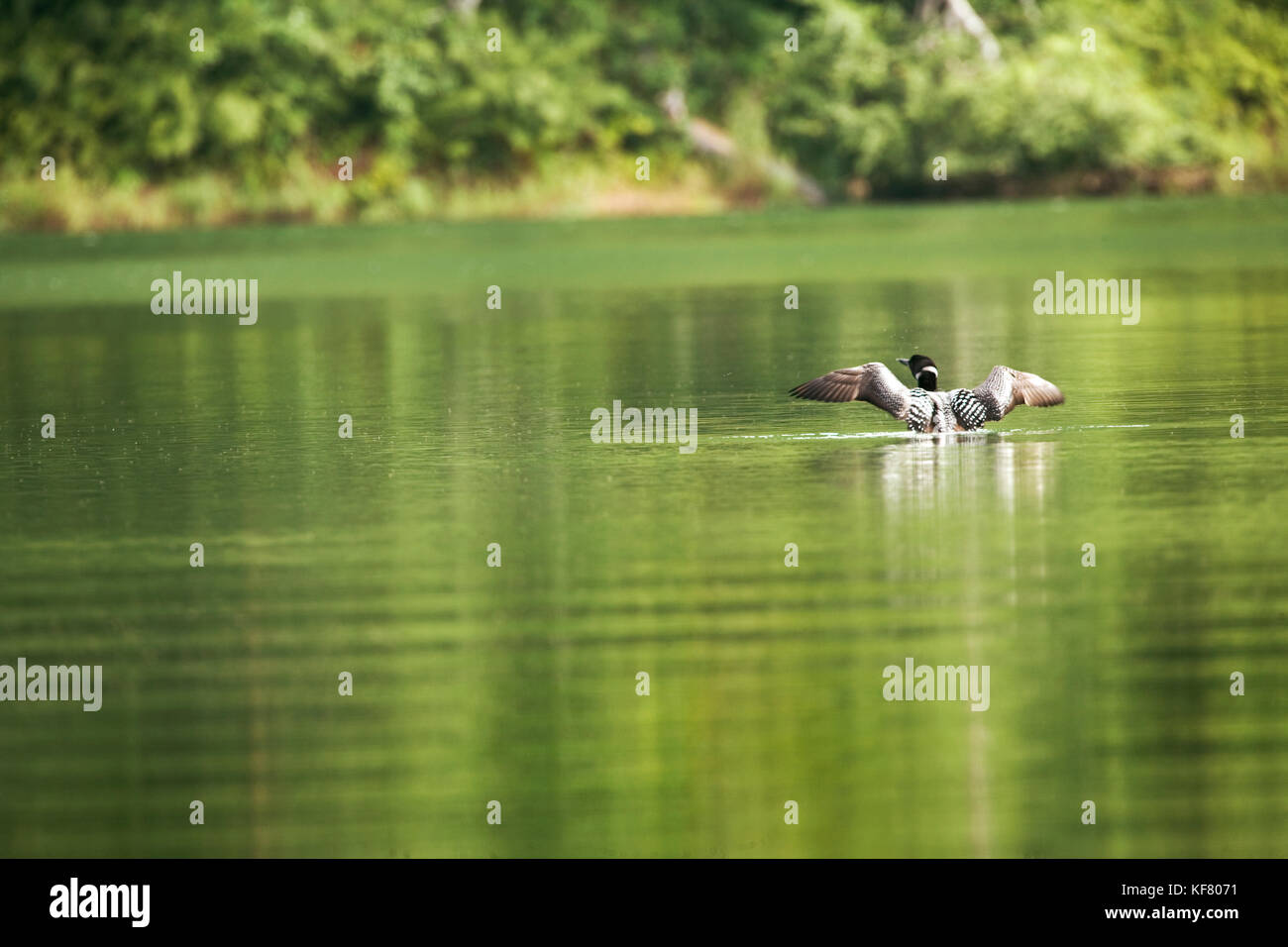 USA, Alaska, loon floating on lake, Redoubt Bay Stock Photo - Alamy