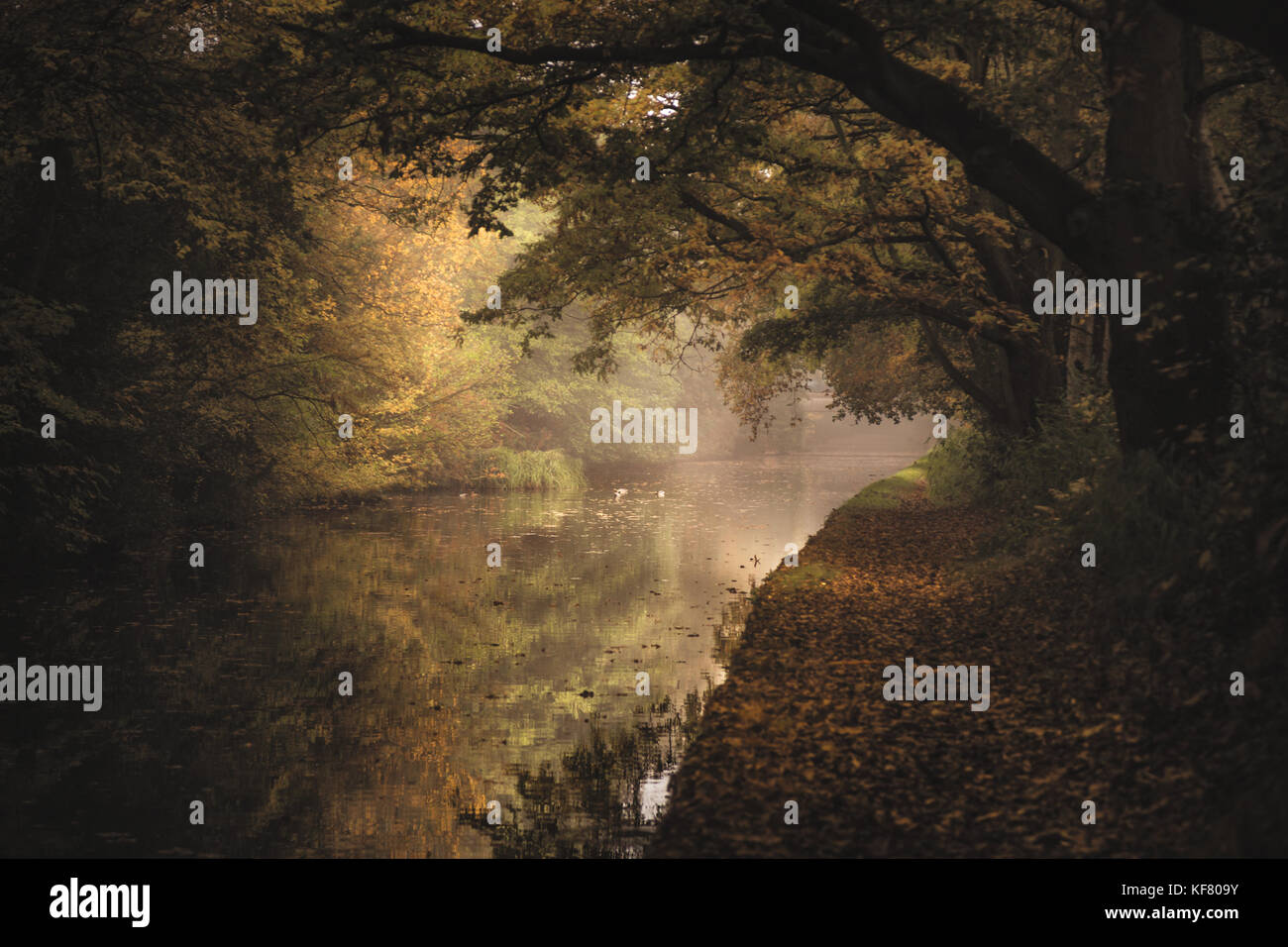 Solihull Plant High Resolution Stock Photography and Images - Alamy