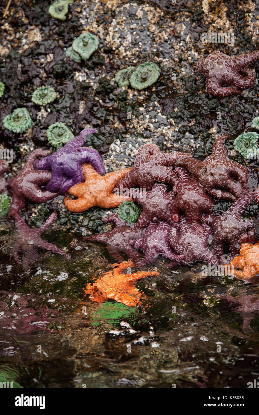 USA, Alaska, Sitka, starfish line the tide line, Saint Lazaria island ...