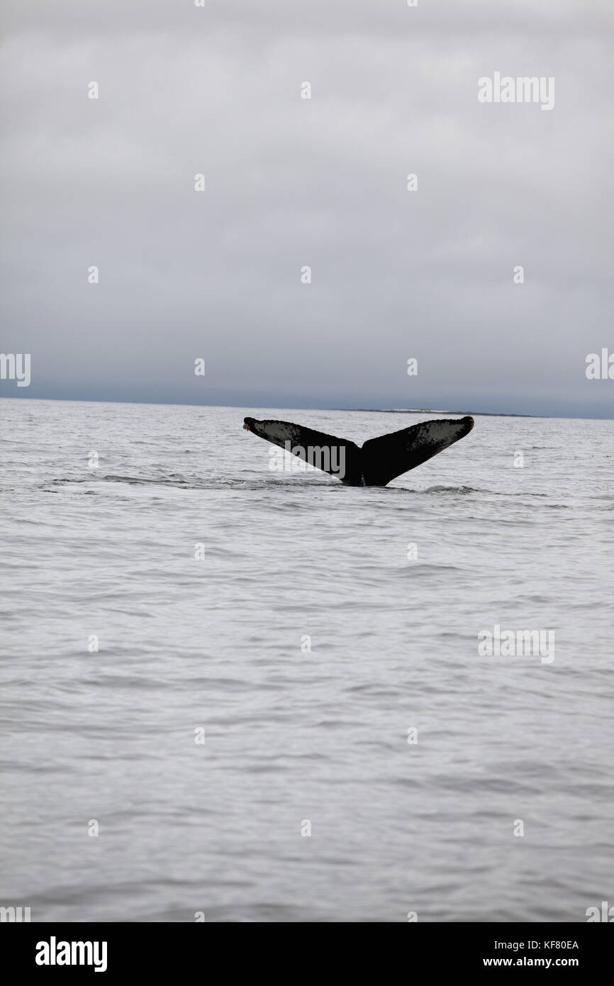 USA, Alaska, Sitka, a grey whale swims and feeds on krill in the Sitka ...