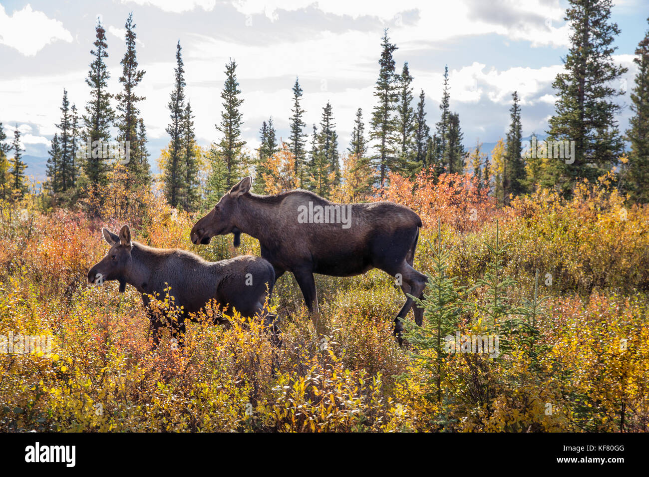USA, Alaska, Cantwell, Horse Pack trip into the Jack River Valley at ...