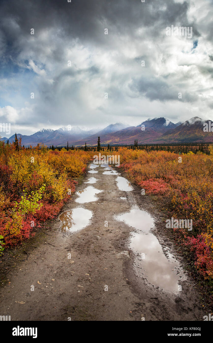 USA, Alaska, Cantwell, Horse Pack trip into the Jack River Valley at ...