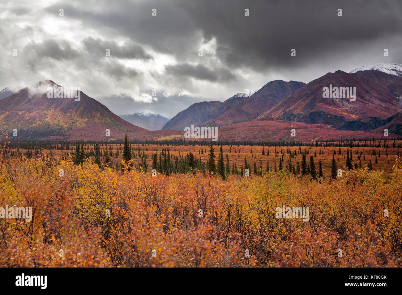 USA, Alaska, Cantwell, Horse Pack trip into the Jack River Valley at ...