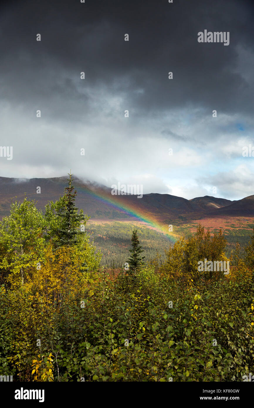 USA, Alaska, Cantwell, Horse Pack trip into the Jack River Valley at ...