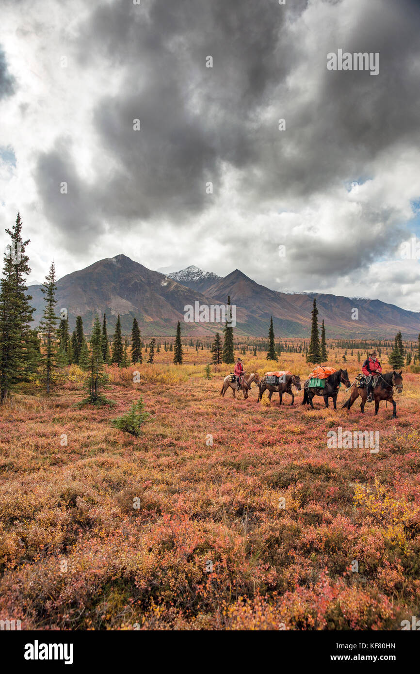USA, Alaska, Cantwell, Horse Pack trip into the Jack River Valley at ...