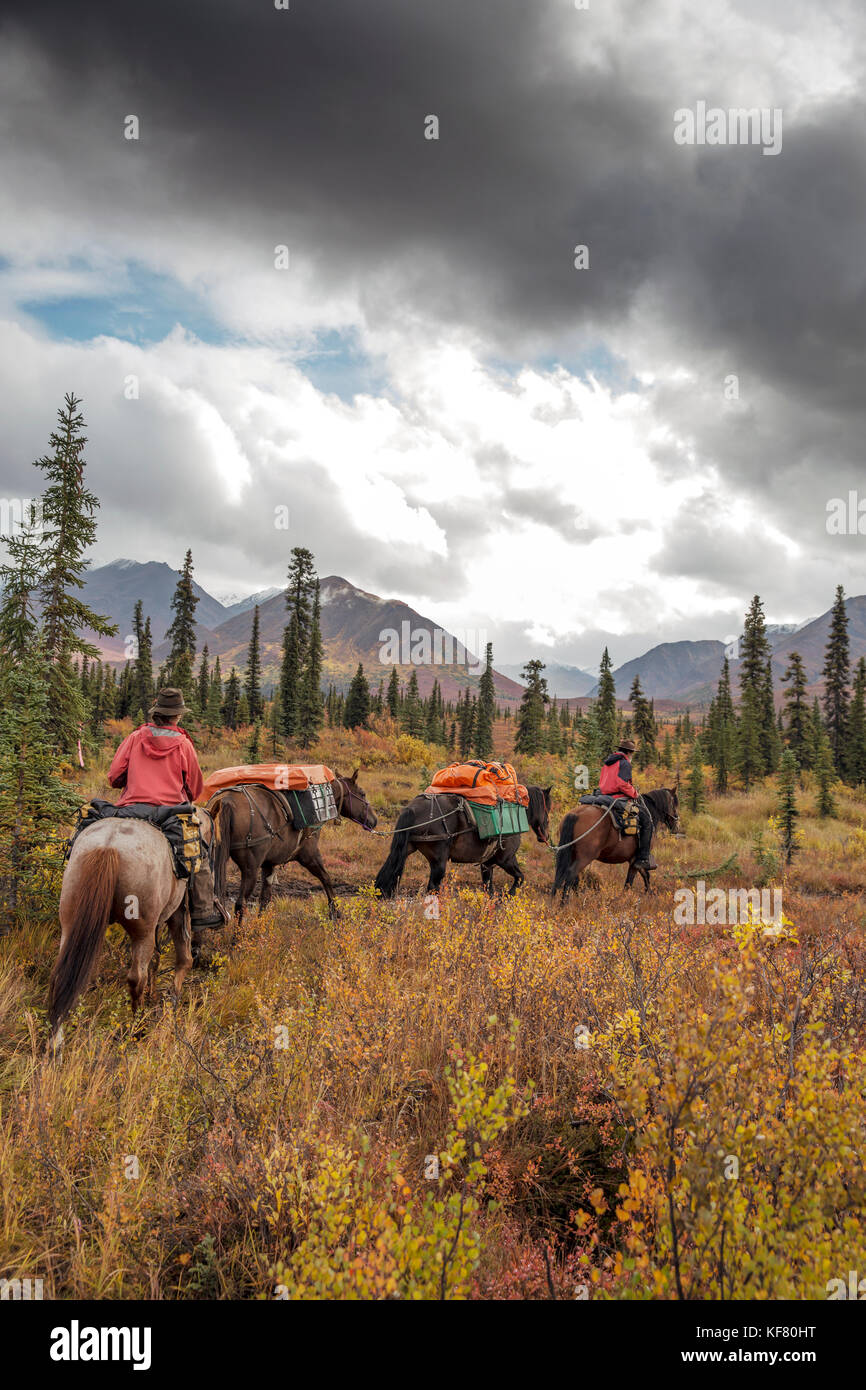USA, Alaska, Cantwell, Horse Pack trip into the Jack River Valley at ...