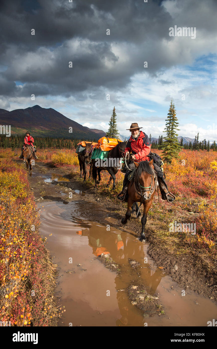USA, Alaska, Cantwell, Horse Pack trip into the Jack River Valley at ...