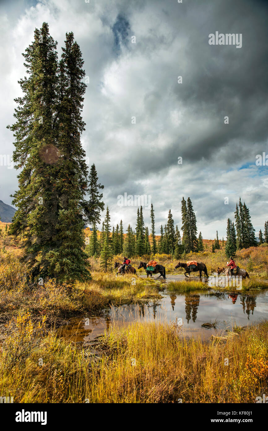 USA, Alaska, Cantwell, Horse Pack trip into the Jack River Valley at ...