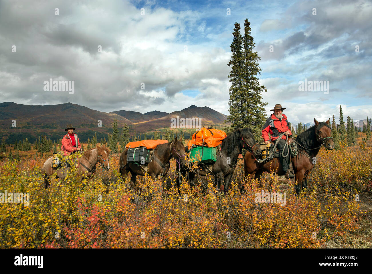 USA, Alaska, Cantwell, Horse Pack trip into the Jack River Valley at ...