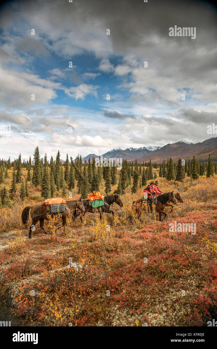 USA, Alaska, Cantwell, Horse Pack trip into the Jack River Valley at ...