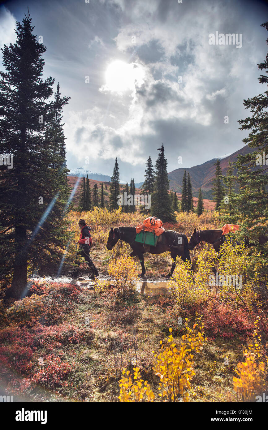 USA, Alaska, Cantwell, Horse Pack trip into the Jack River Valley at ...