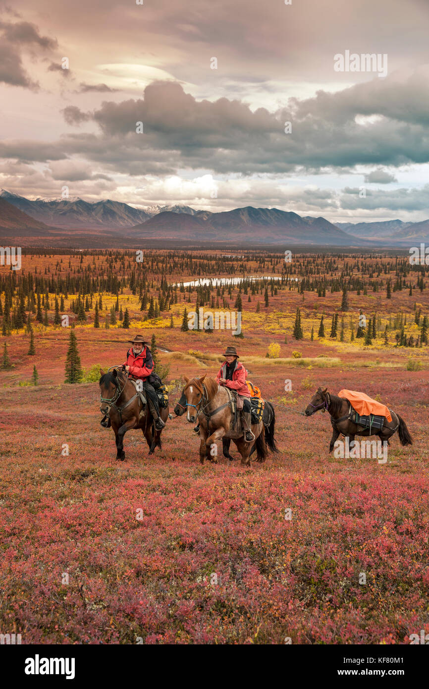 USA, Alaska, Cantwell, Horse Pack trip into the Jack River Valley at ...