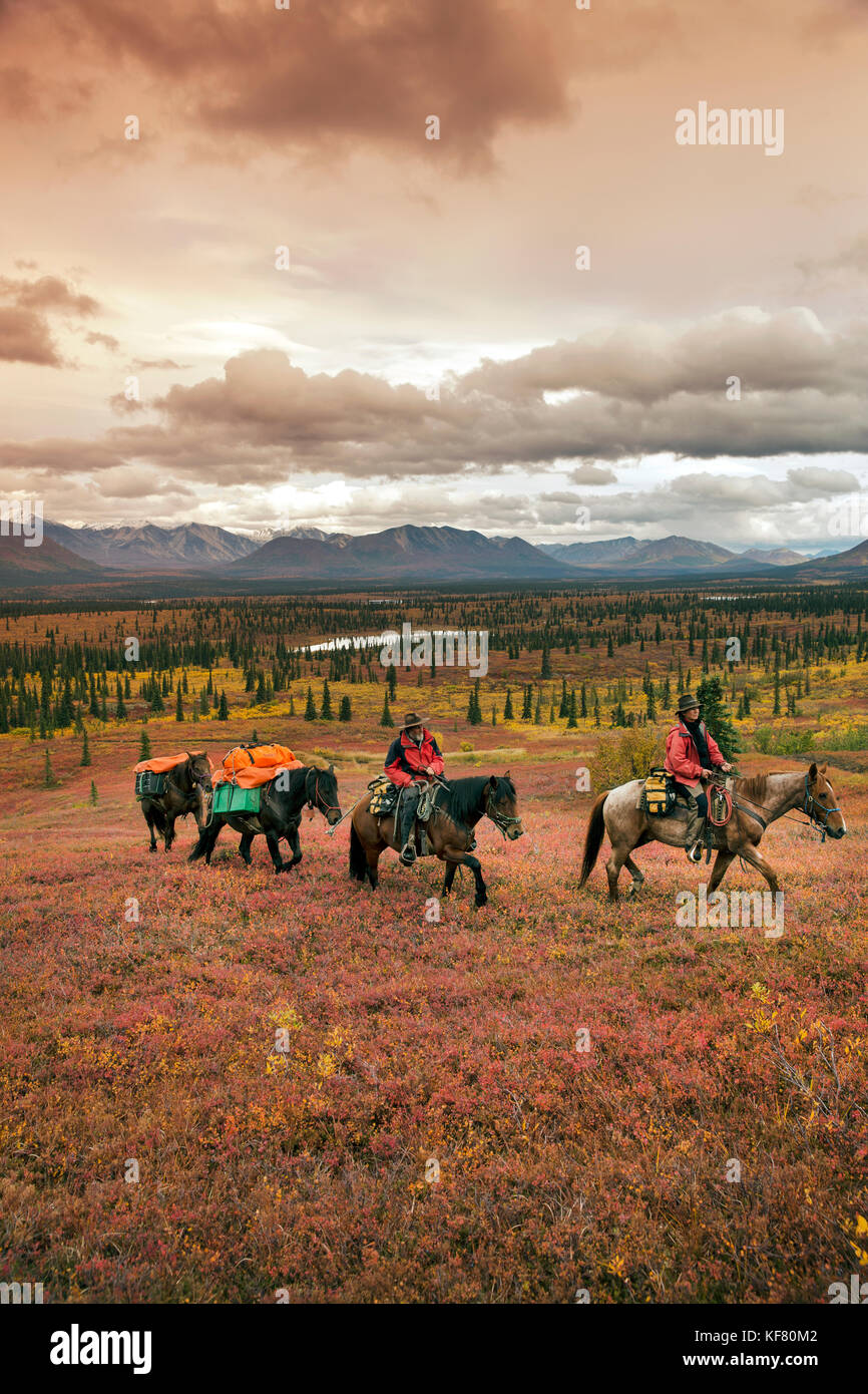 USA, Alaska, Cantwell, Horse Pack trip into the Jack River Valley at ...