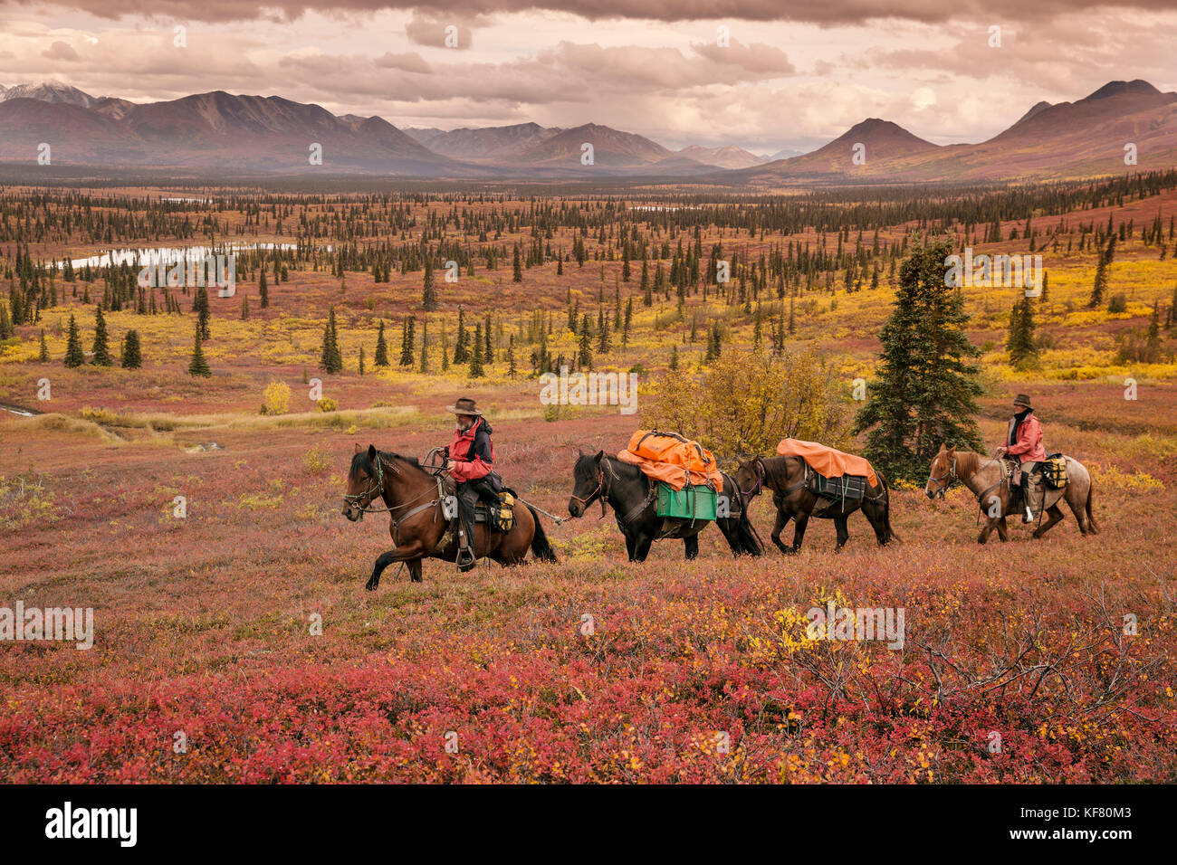 USA, Alaska, Cantwell, Horse Pack trip into the Jack River Valley at ...