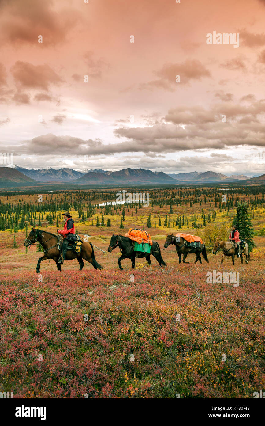 USA, Alaska, Cantwell, Horse Pack trip into the Jack River Valley at ...