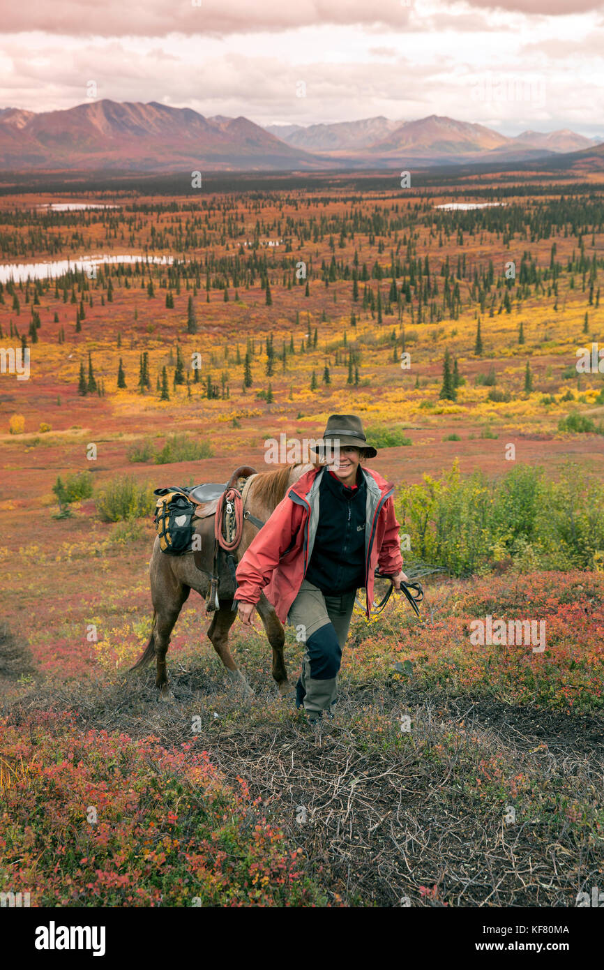 USA, Alaska, Cantwell, Horse Pack trip into the Jack River Valley at ...