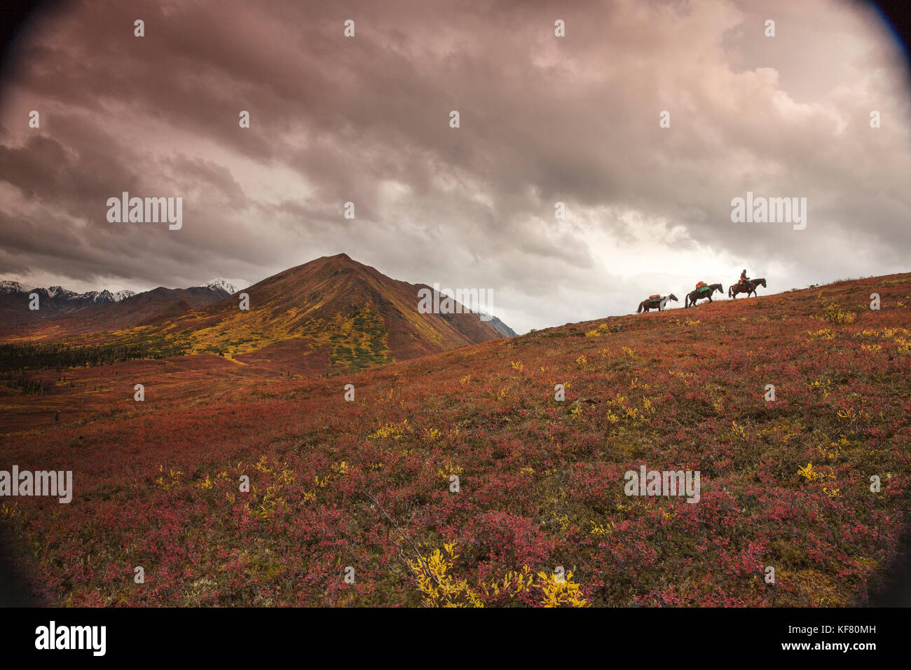 USA, Alaska, Cantwell, Horse Pack trip into the Jack River Valley at ...