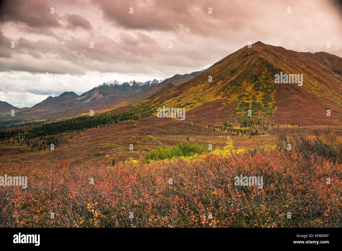 USA, Alaska, Cantwell, Horse Pack trip into the Jack River Valley at ...