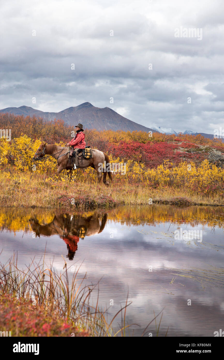 USA, Alaska, Cantwell, Horse Pack trip into the Jack River Valley at ...