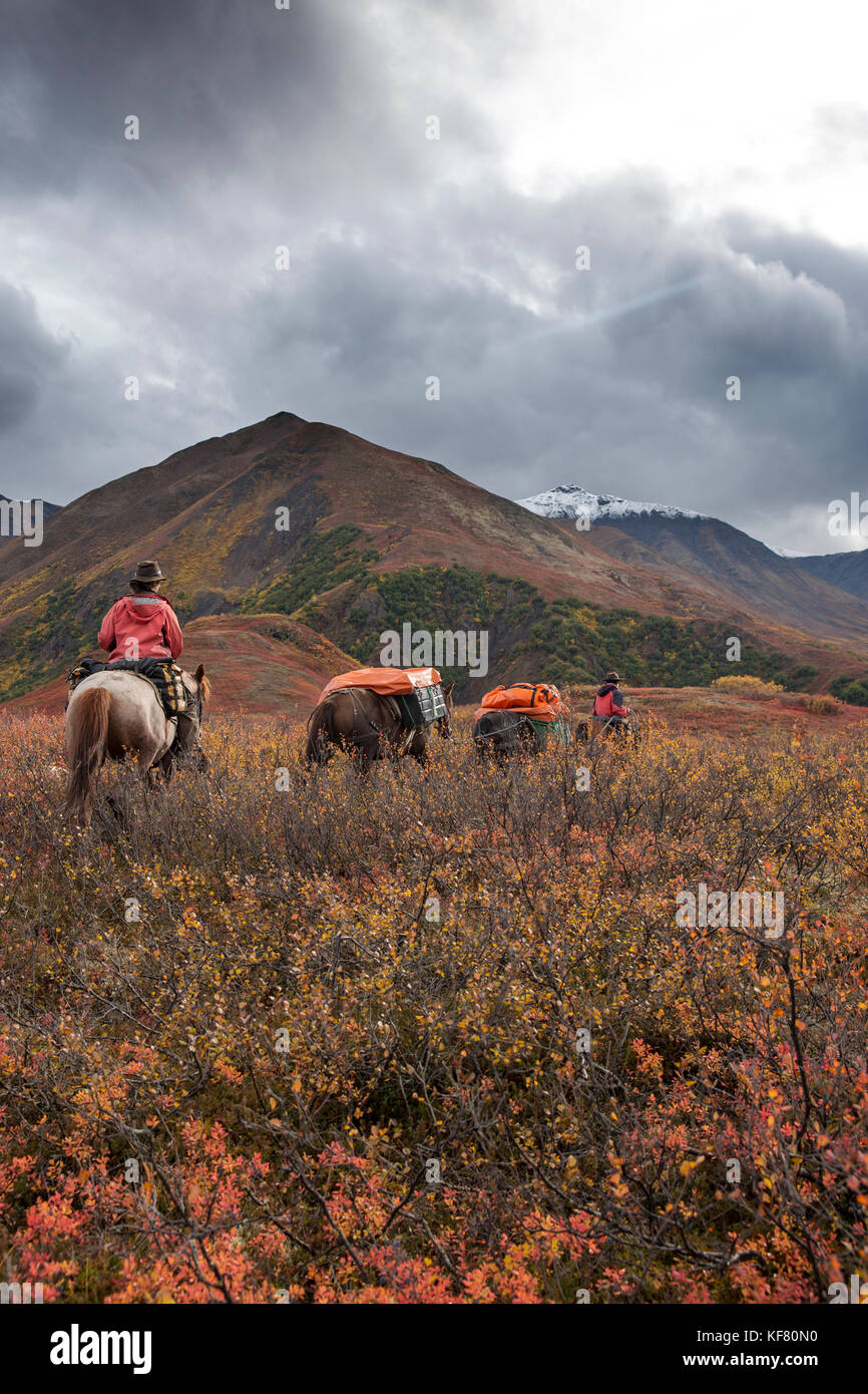 USA, Alaska, Cantwell, Horse Pack trip into the Jack River Valley at ...