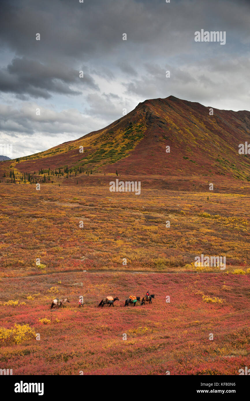 USA, Alaska, Cantwell, Horse Pack trip into the Jack River Valley at ...