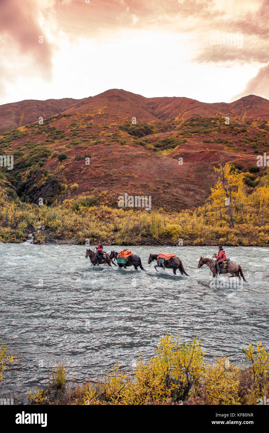 USA, Alaska, Cantwell, Horse Pack trip into the Jack River Valley at ...