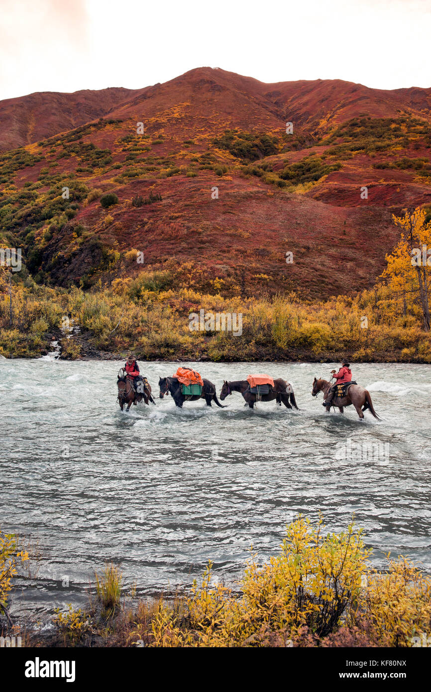 USA, Alaska, Cantwell, Horse Pack trip into the Jack River Valley at ...