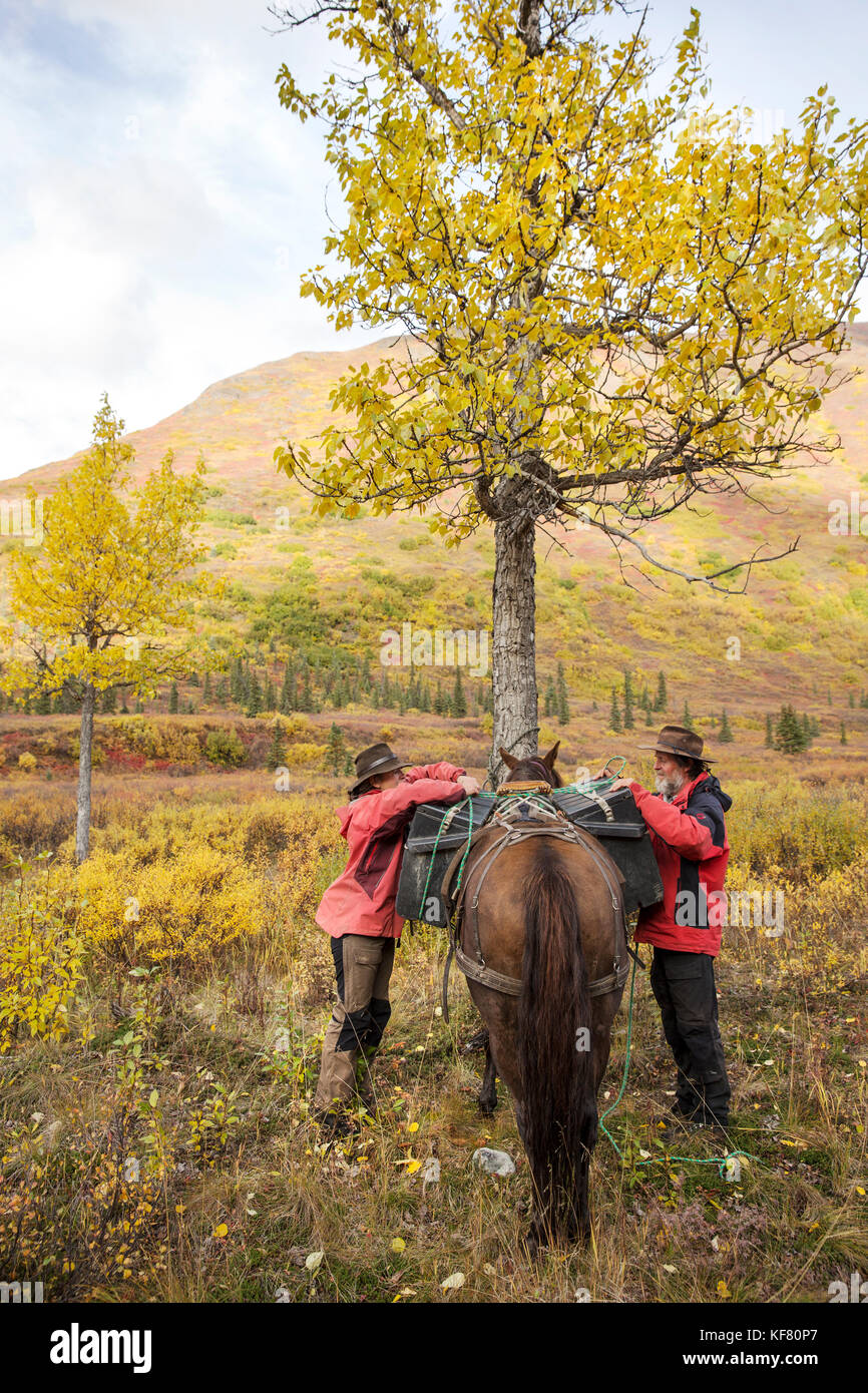 USA, Alaska, Cantwell, Horse Pack trip into the Jack River Valley at ...