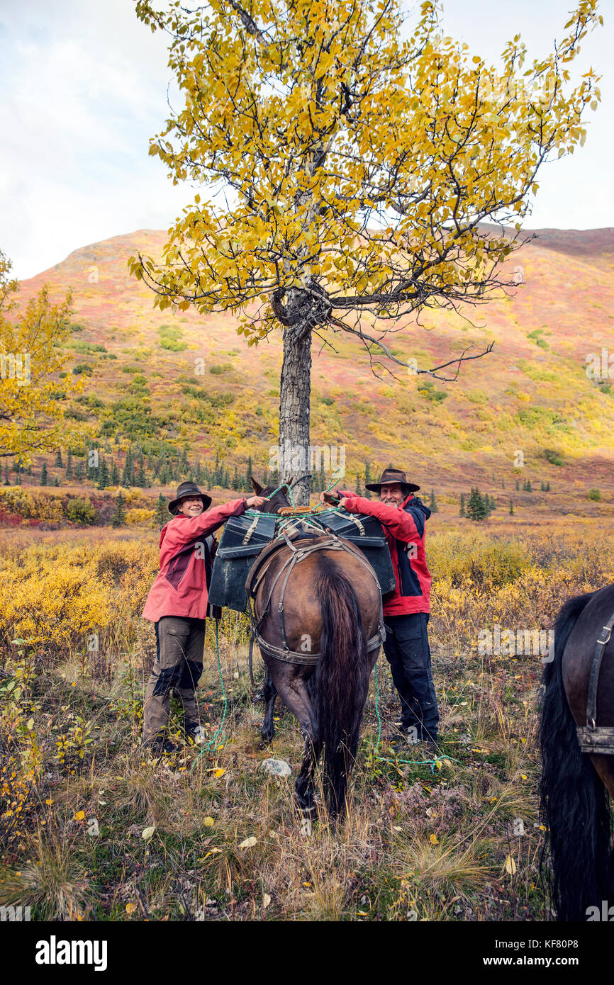 USA, Alaska, Cantwell, Horse Pack trip into the Jack River Valley at ...