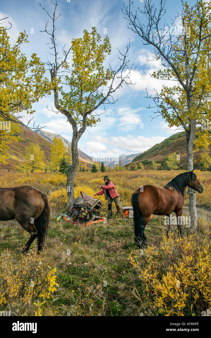 USA, Alaska, Cantwell, Horse Pack trip into the Jack River Valley at ...