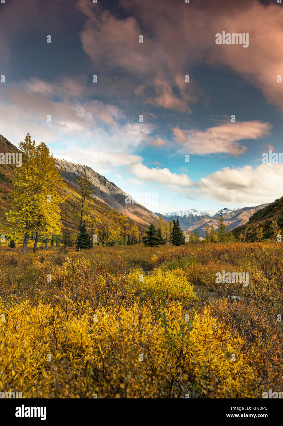 USA, Alaska, Cantwell, Horse Pack trip into the Jack River Valley at ...