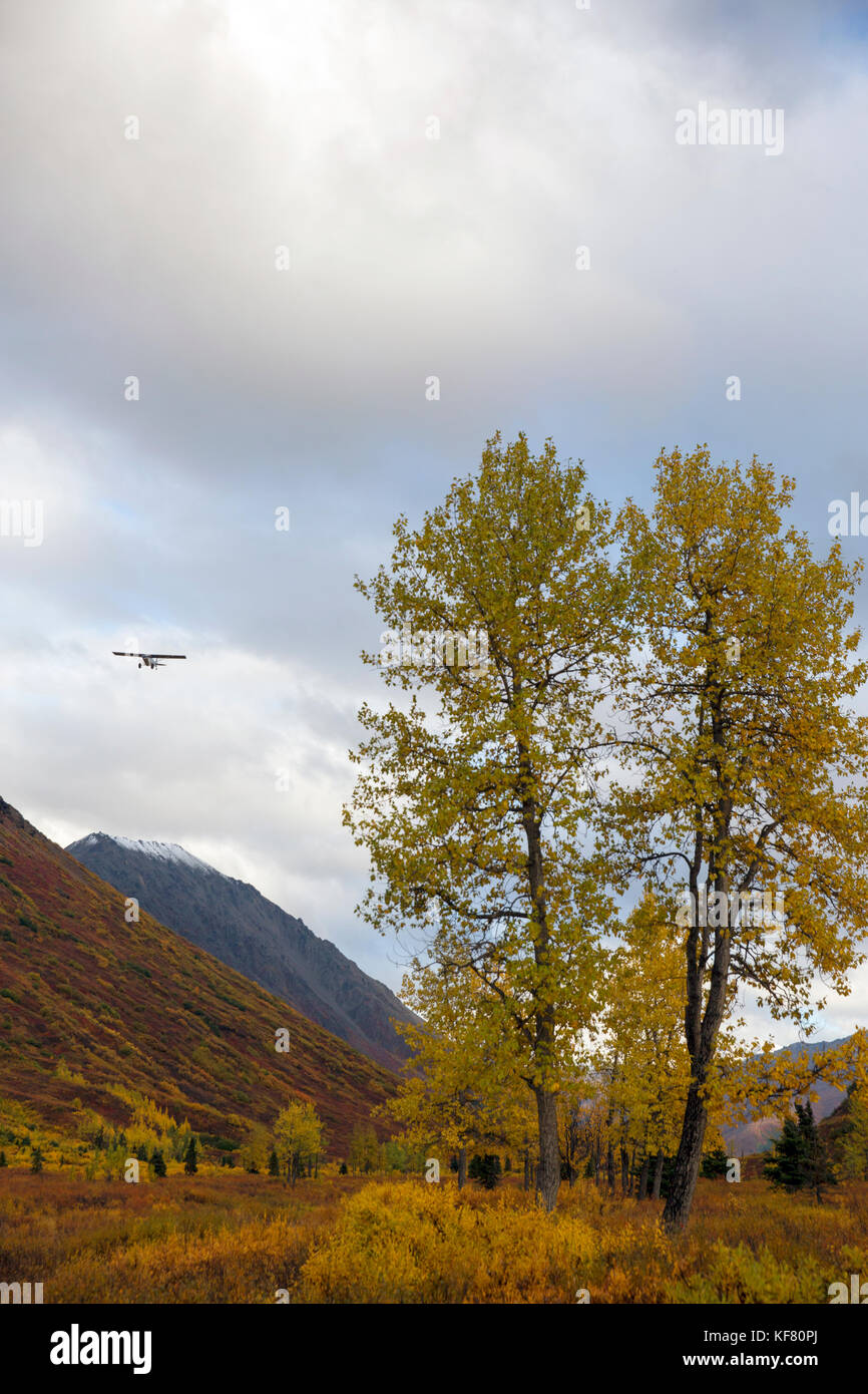 USA, Alaska, Cantwell, Horse Pack trip into the Jack River Valley at ...