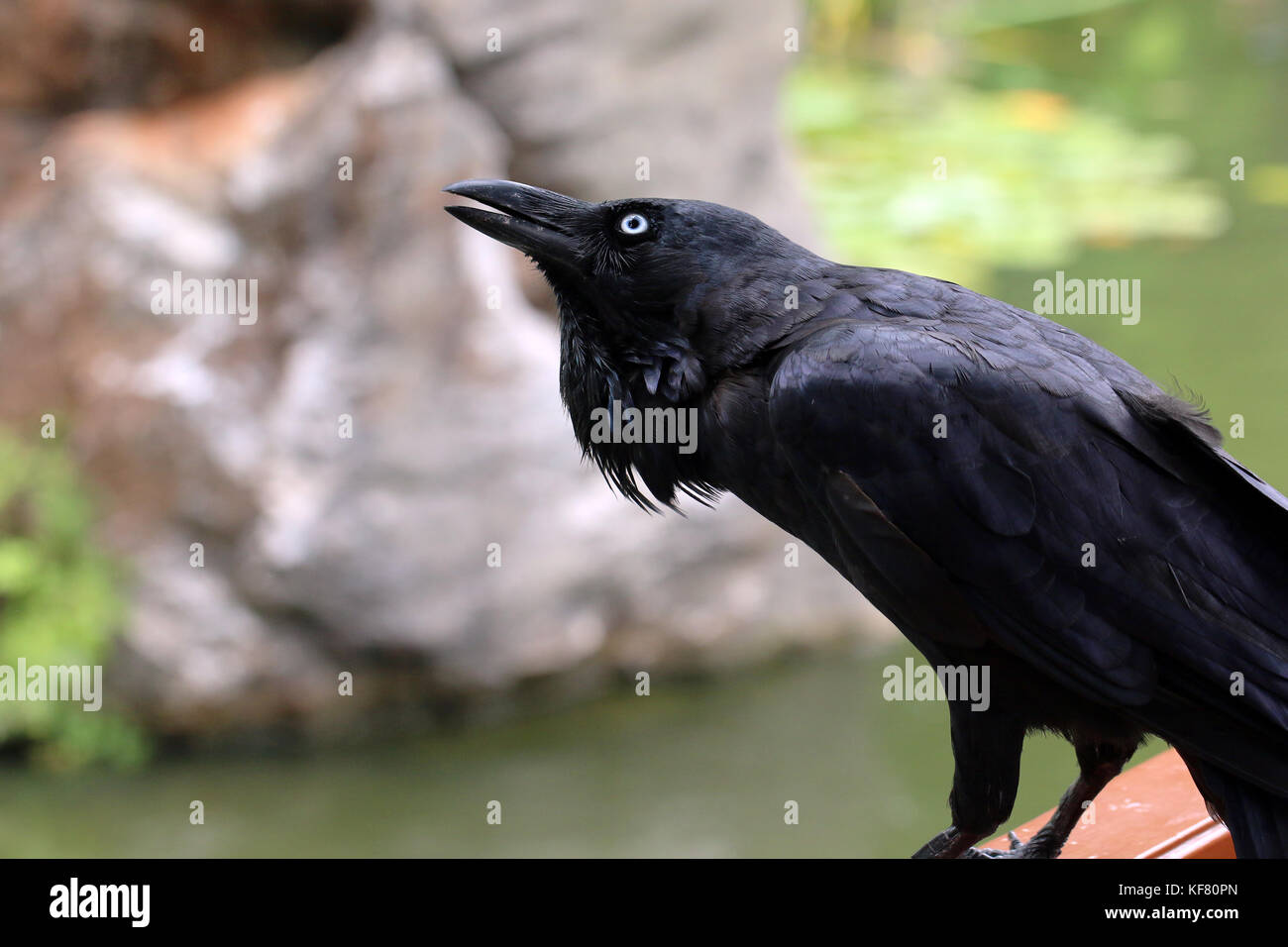 Australian raven hi-res stock photography and images - Alamy