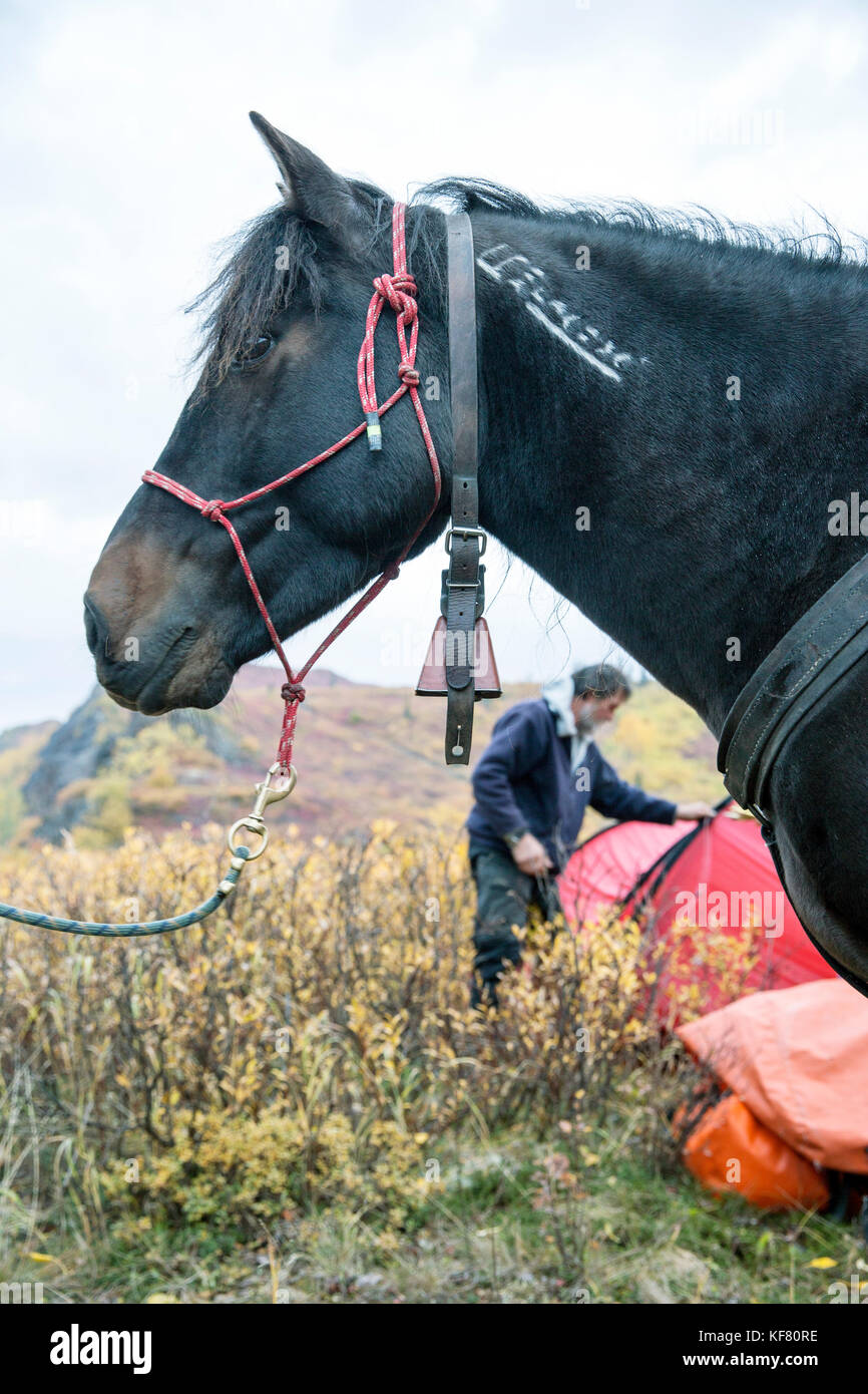 USA, Alaska, Cantwell, Horse Pack trip into the Jack River Valley at ...