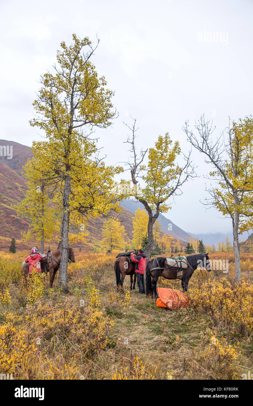 USA, Alaska, Cantwell, Horse Pack trip into the Jack River Valley at ...