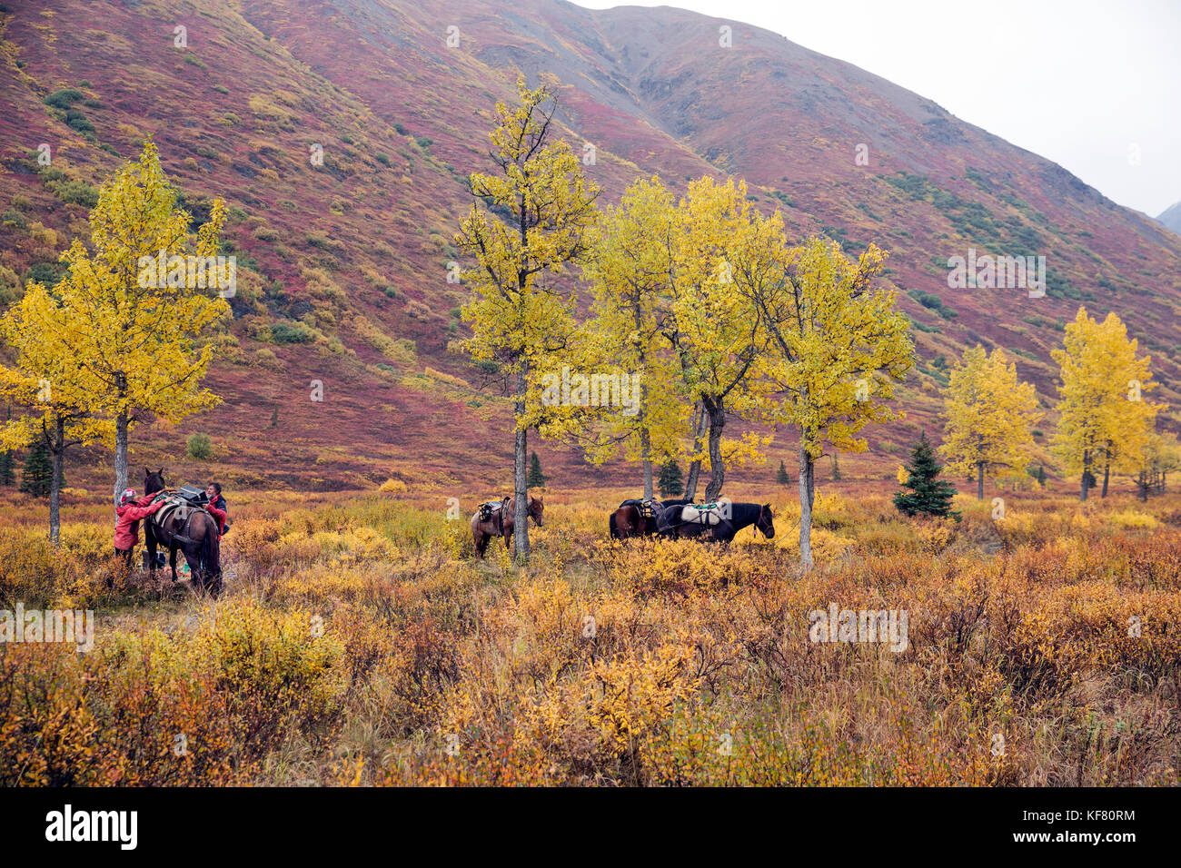 USA, Alaska, Cantwell, Horse Pack trip into the Jack River Valley at ...