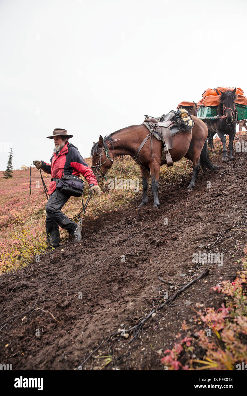 USA, Alaska, Cantwell, Horse Pack trip into the Jack River Valley at ...