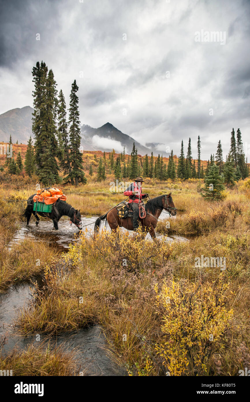 USA, Alaska, Cantwell, Horse Pack trip into the Jack River Valley at ...