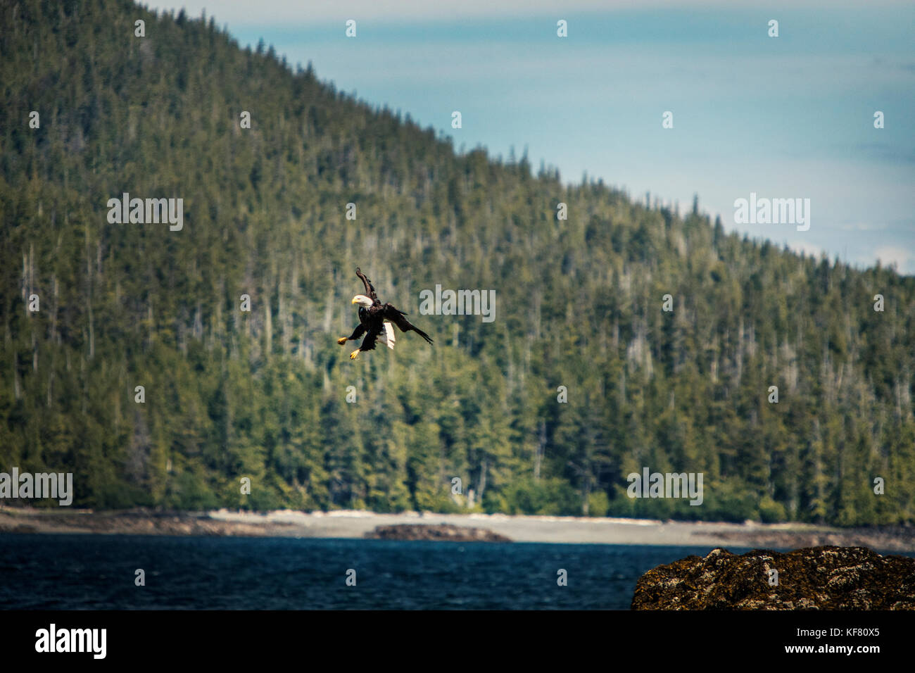 USA, Alaska, Ketchikan, a bald eagle soars above the Behm Canal near ...