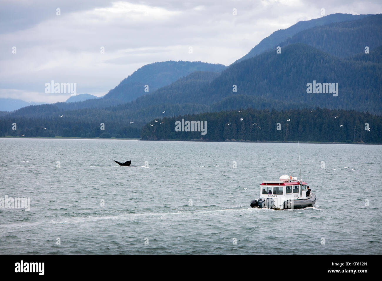 USA, Alaska, Juneau, Humpback Whales spotted while whale watching and ...
