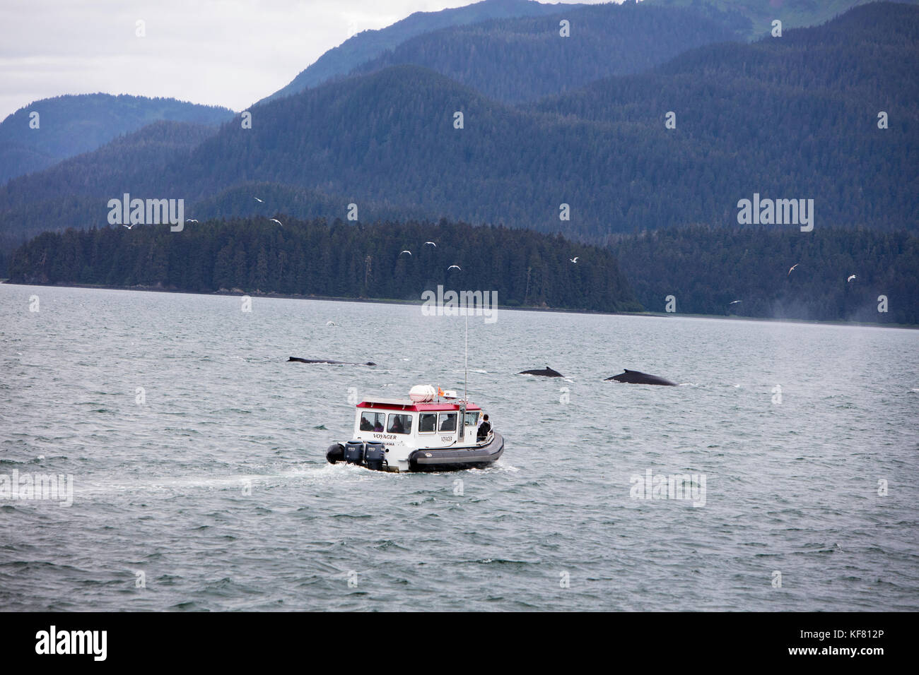 USA, Alaska, Juneau, Humpback Whales spotted while whale watching and ...