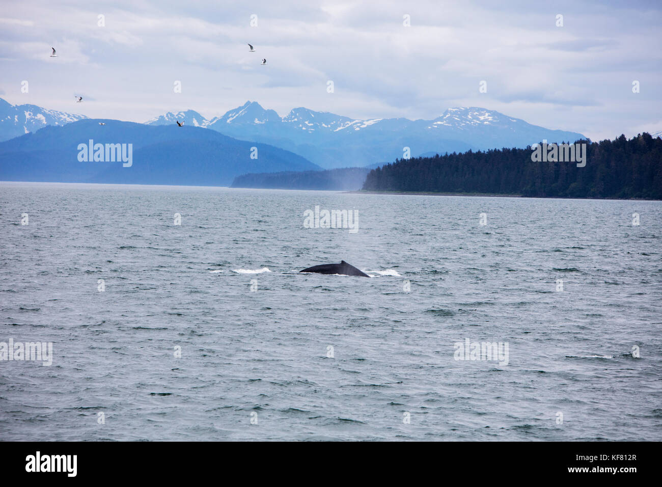 USA, Alaska, Juneau, Humpback Whales spotted while whale watching and ...