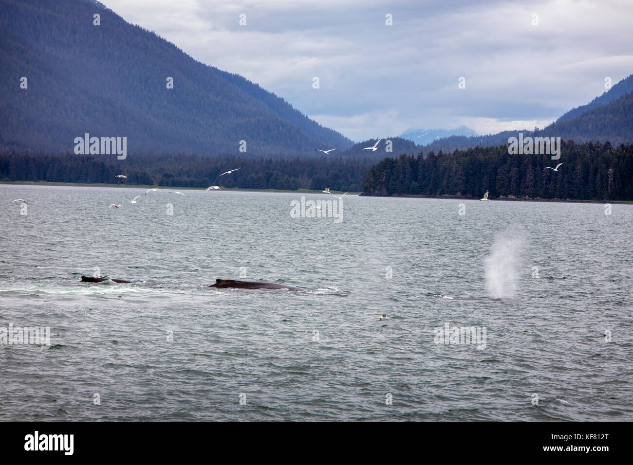 USA, Alaska, Juneau, Humpback Whales spotted while whale watching and ...