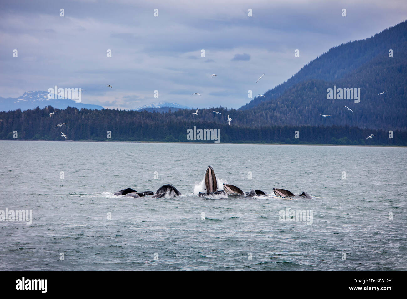 USA, Alaska, Juneau, Humpback Whales spotted bubble net feeding while ...