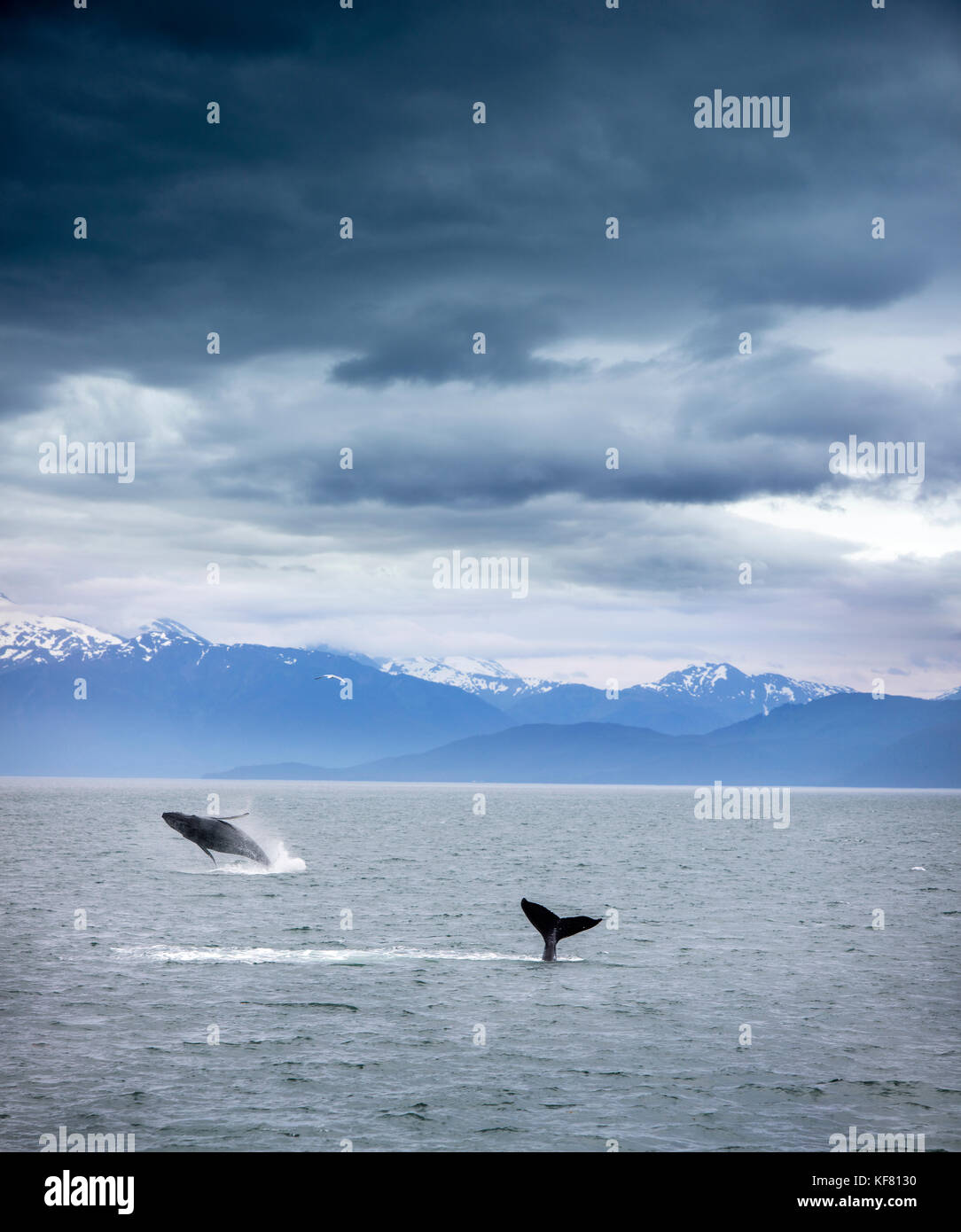 USA, Alaska, Juneau, Humpback Whales spotted while whale watching and ...