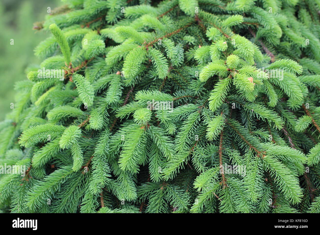 Coniferous trees in forest / Needles close-up Stock Photo - Alamy