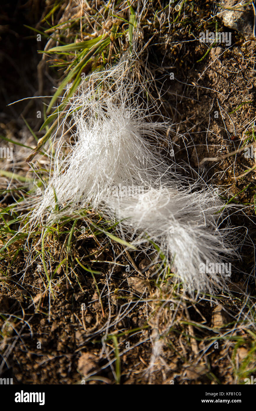 USA, Alaska, Denali, Denali National Park, some of the breathtaking ...