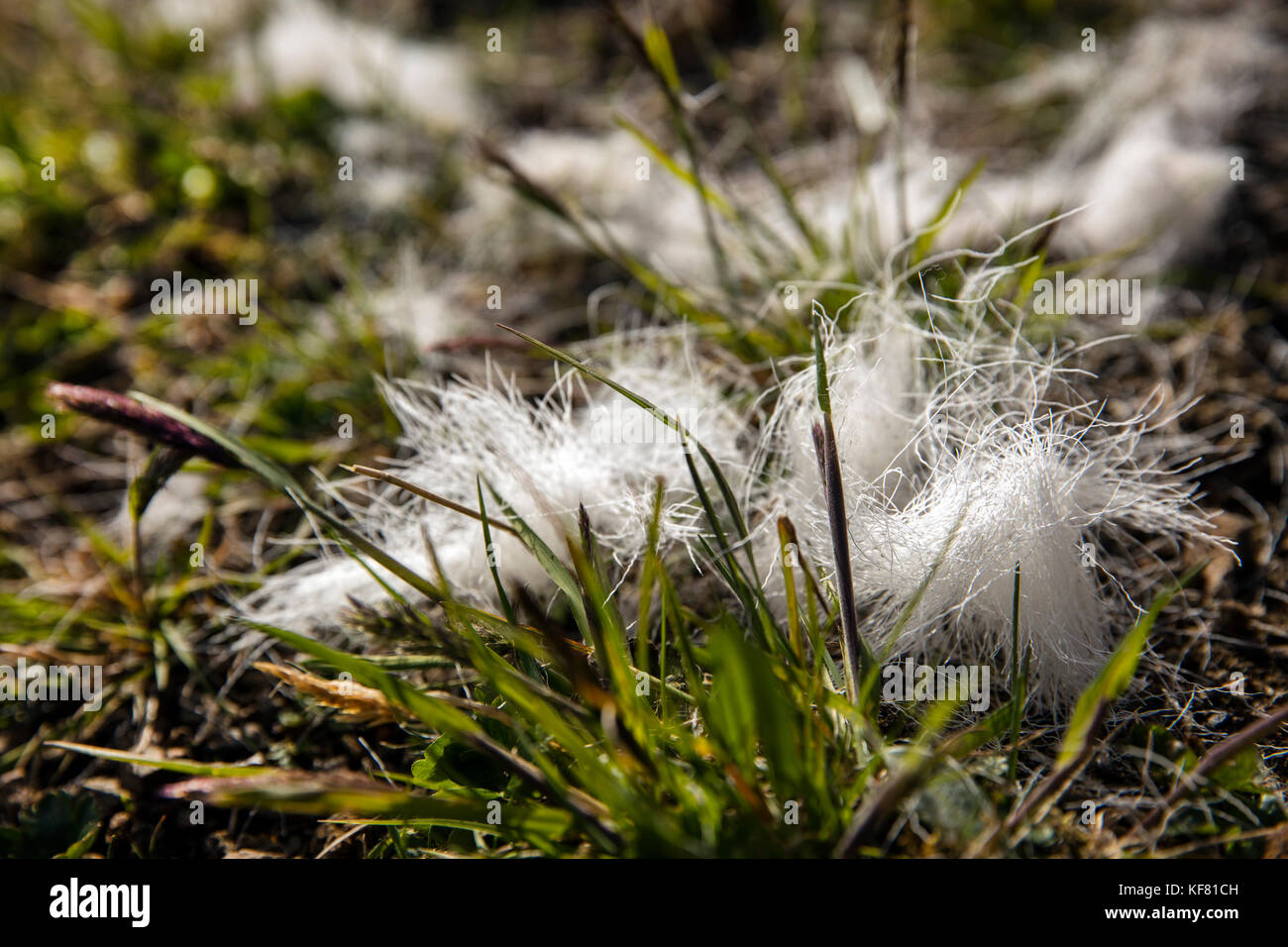 USA, Alaska, Denali, Denali National Park, some of the breathtaking ...