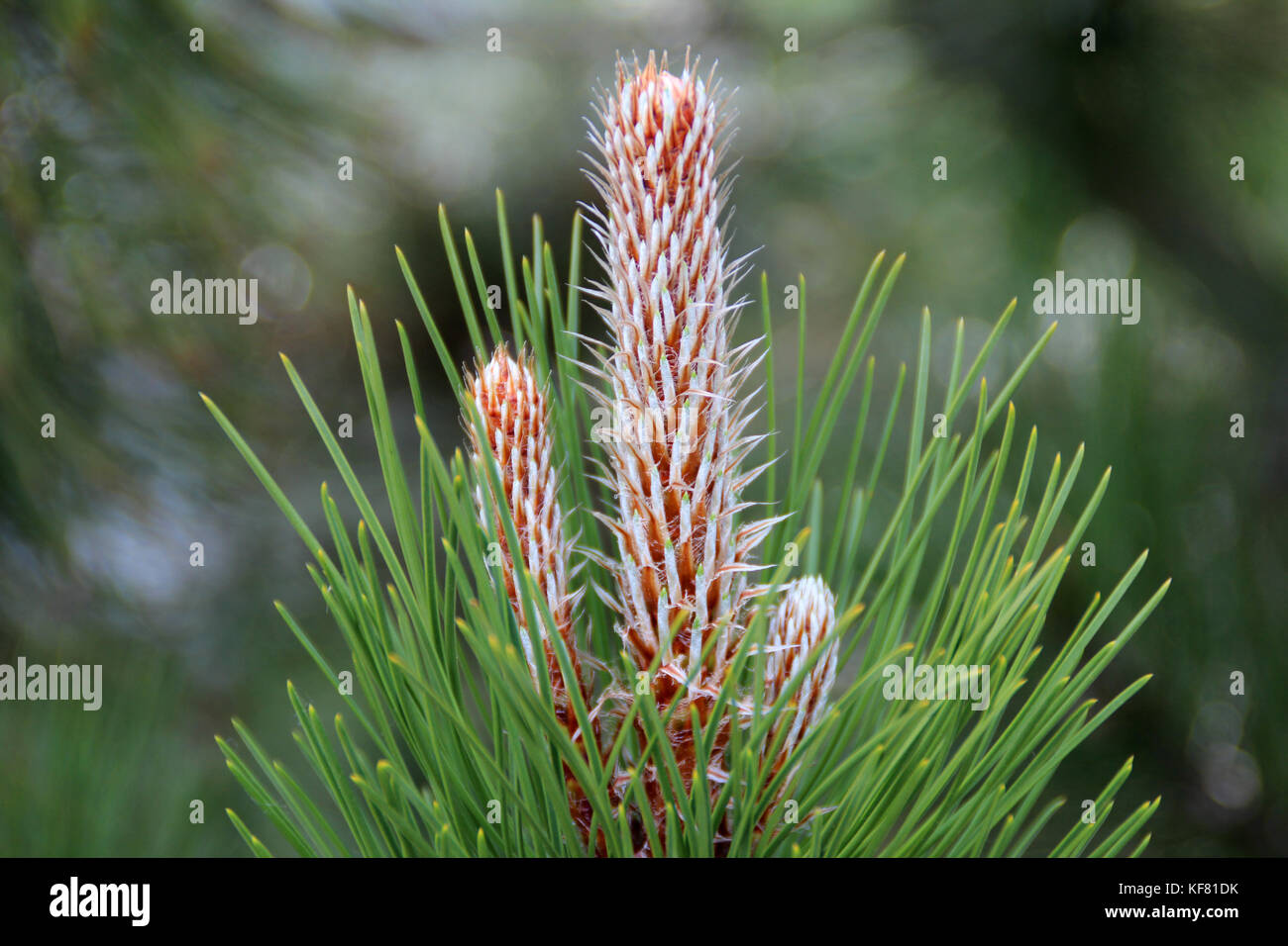 Coniferous trees in forest / Needles close-up Stock Photo - Alamy